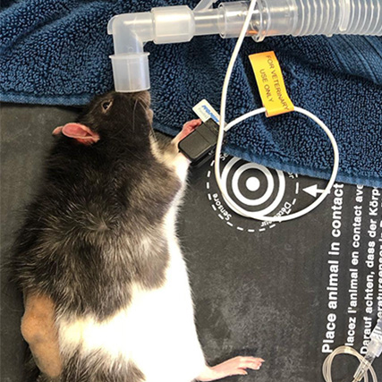 Small Animal Services – Jameson Queen Animal Hospital